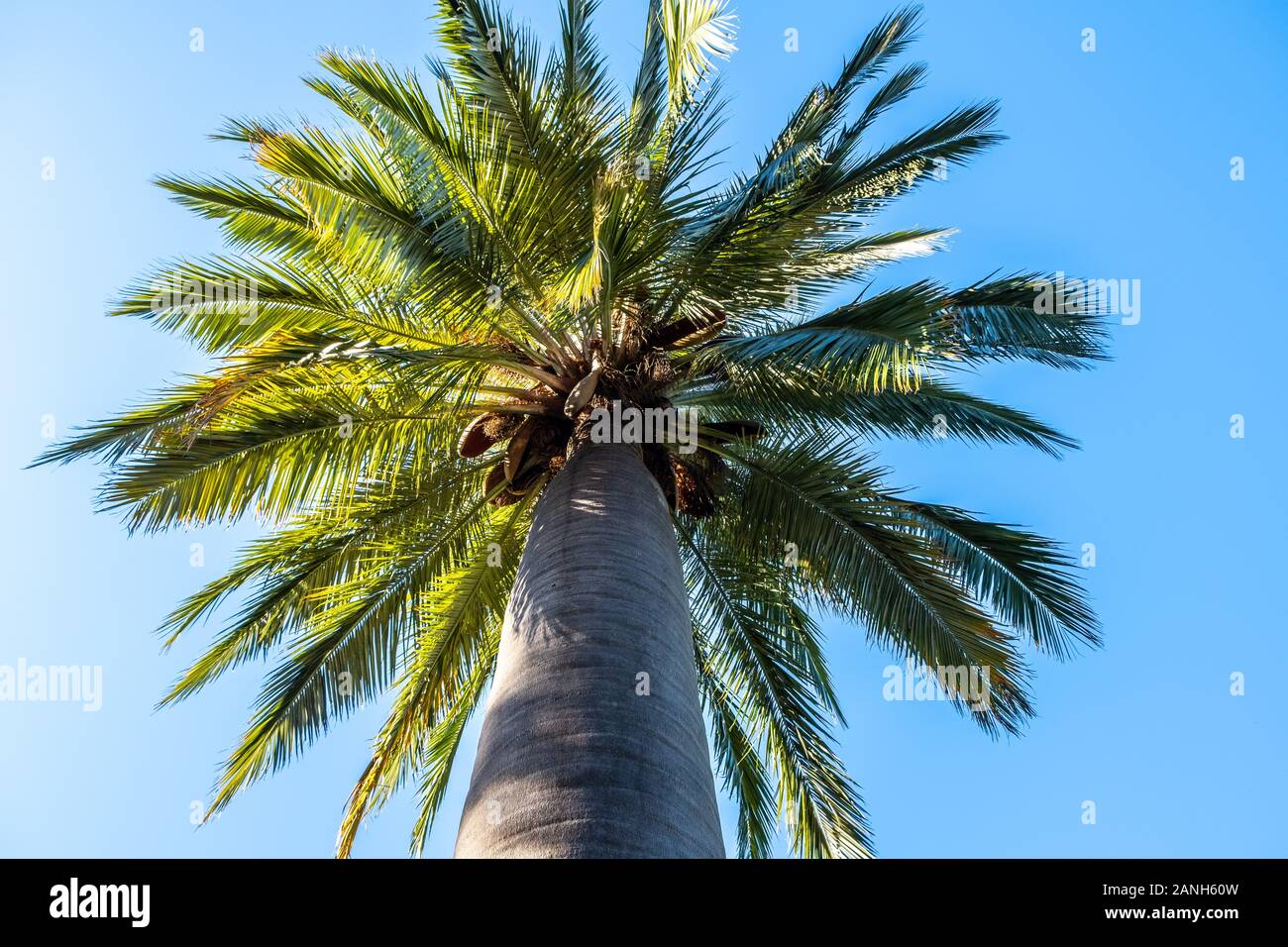 Palm tree top hi-res stock photography and images - Alamy