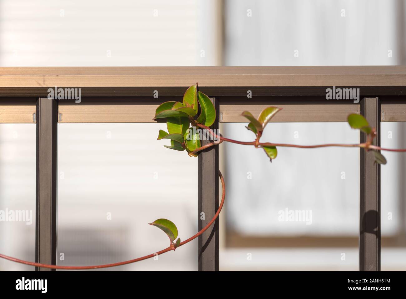 A vine grass plant on a steel fence Stock Photo - Alamy