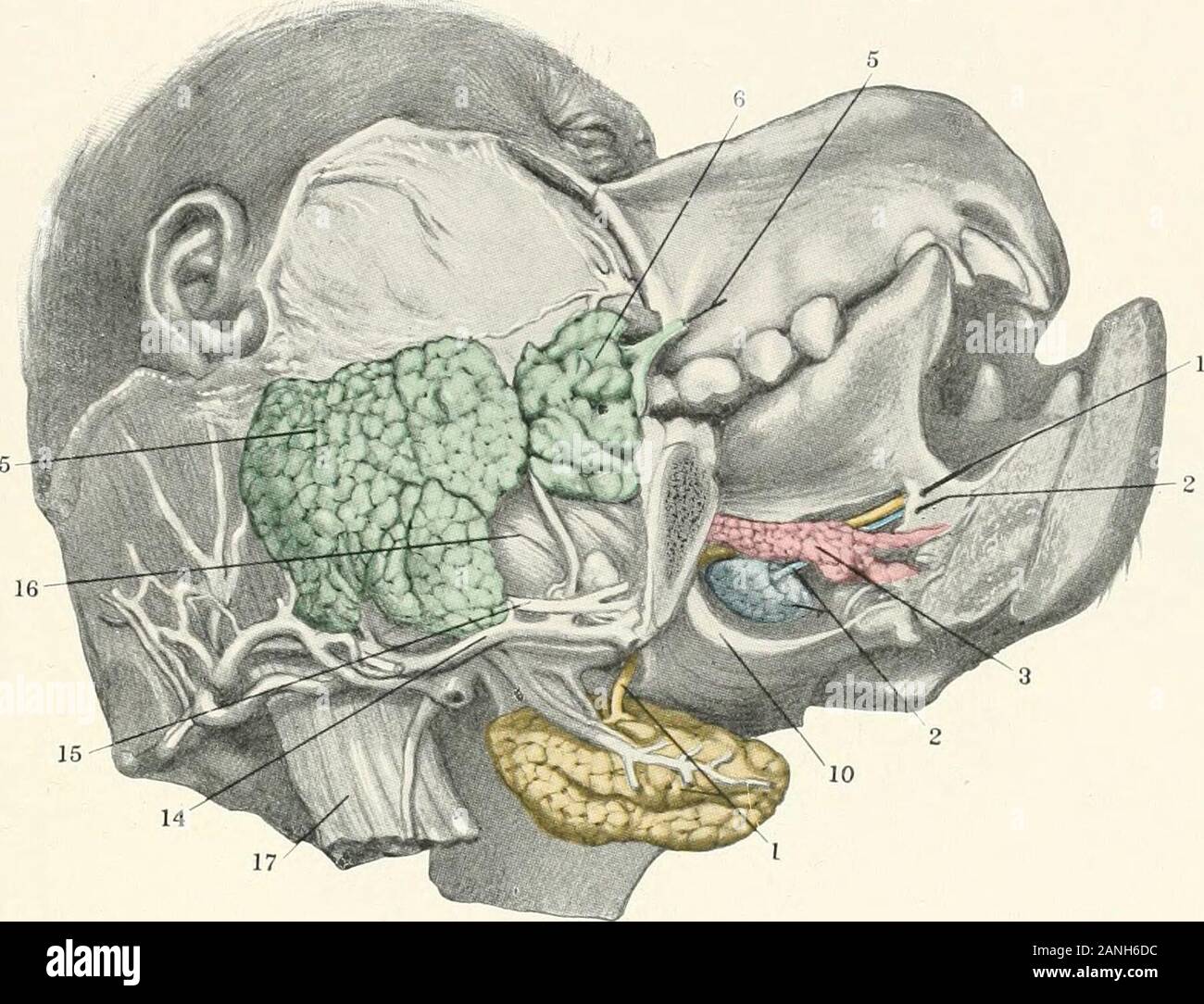 Contributions to the anatomy and development of the salivary glands in ...