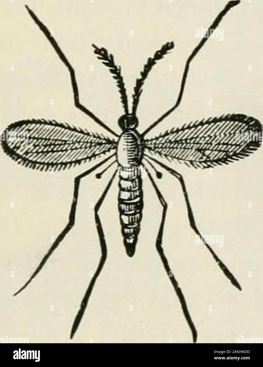 Common house mosquitoes hi-res stock photography and images - Alamy