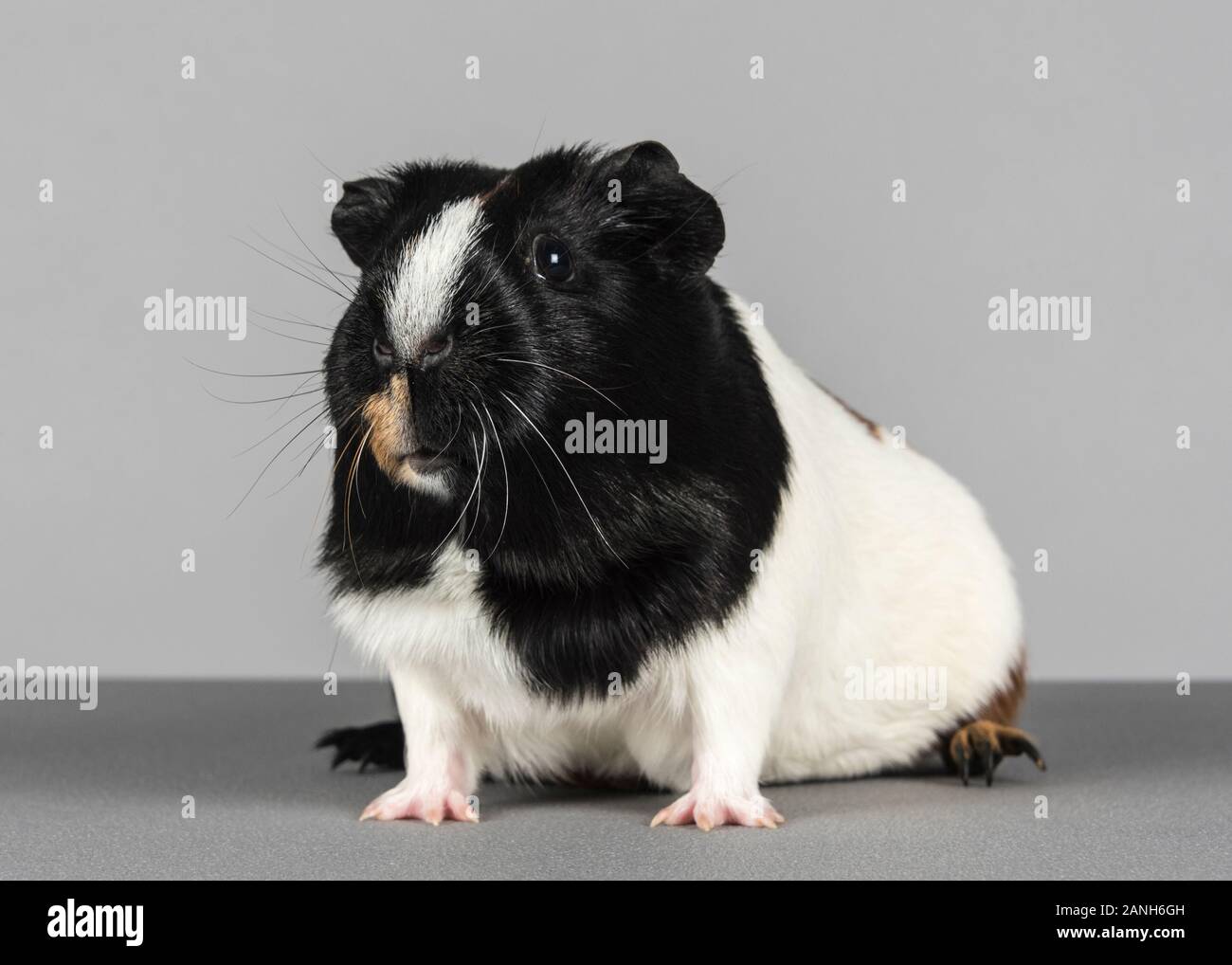 Guinea Pig, UK Stock Photo - Alamy