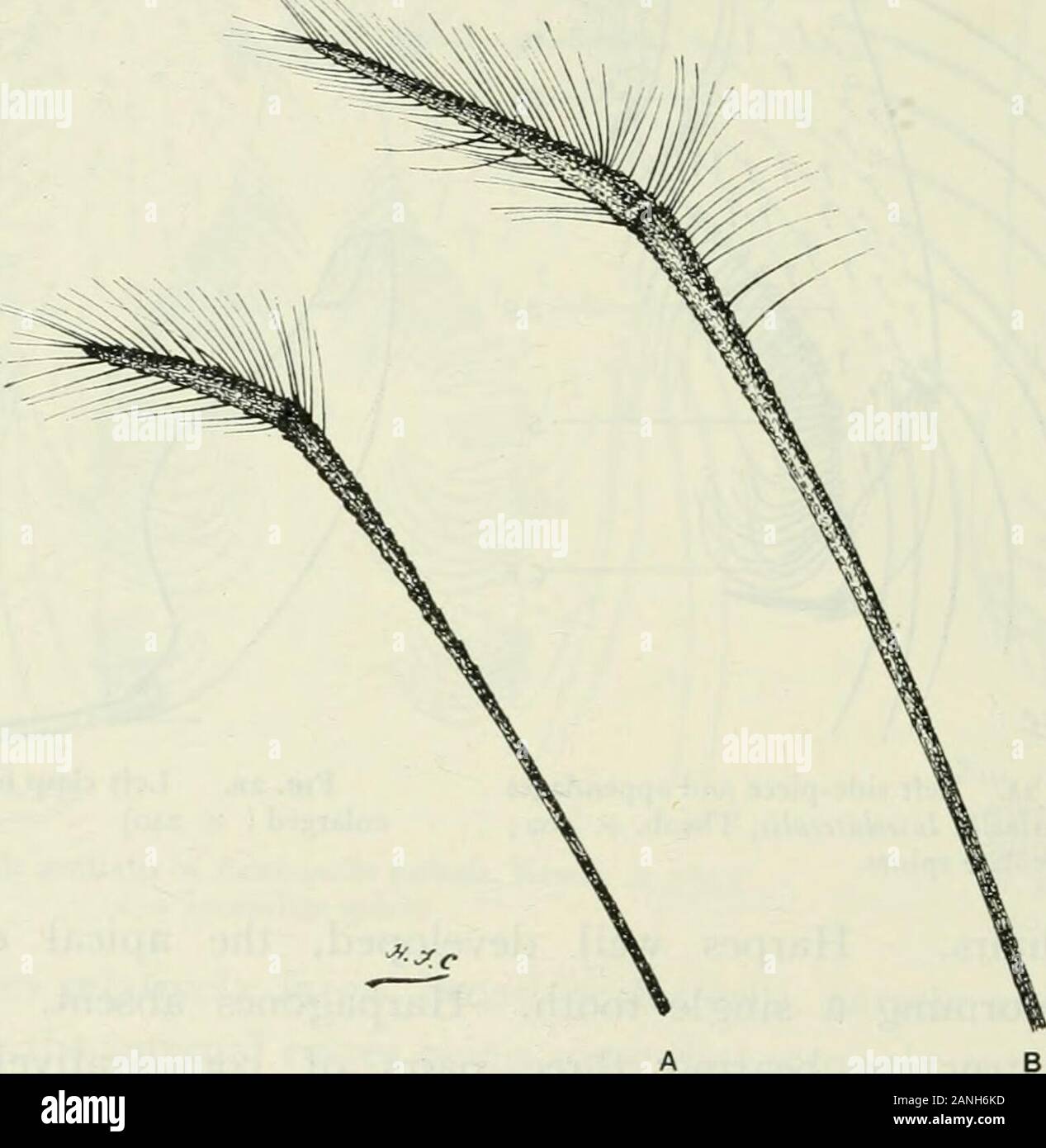 Palpale hi-res stock photography and images - Alamy