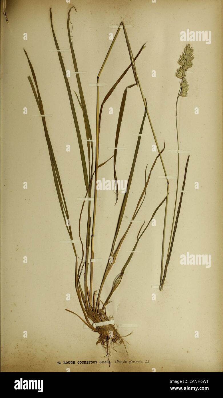 The British farmer's plant portfolio : specimens of the principal ...