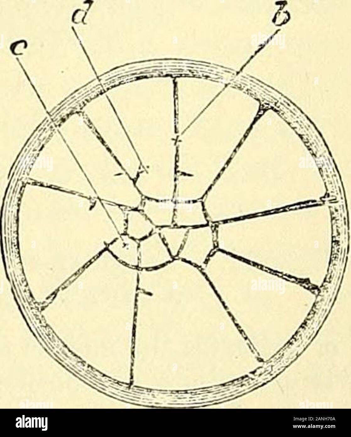 Germinal stage hi-res stock photography and images - Alamy