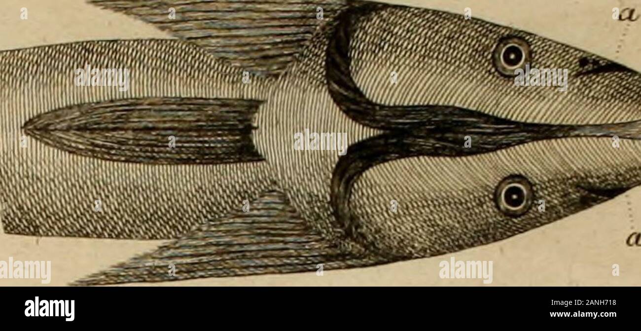 Bookidsyno hi-res stock photography and images - Alamy