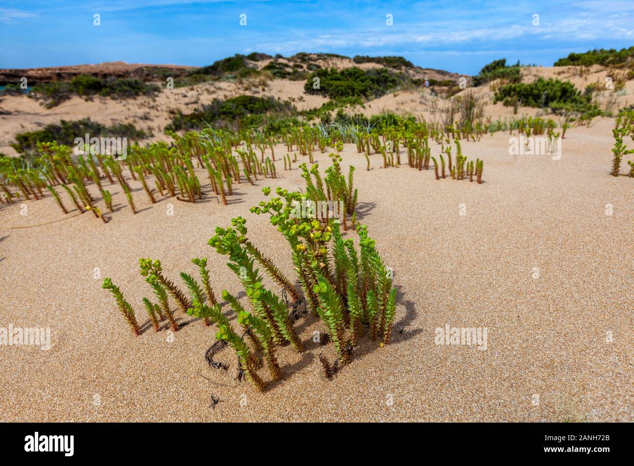 Coastal succulents growing in the sand in Australia Stock Photo - Alamy