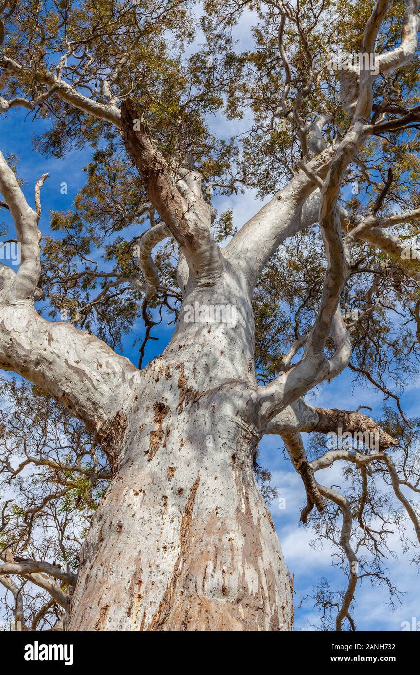 Looking up at beautiful intricate branches of eucalyptus tree in ...