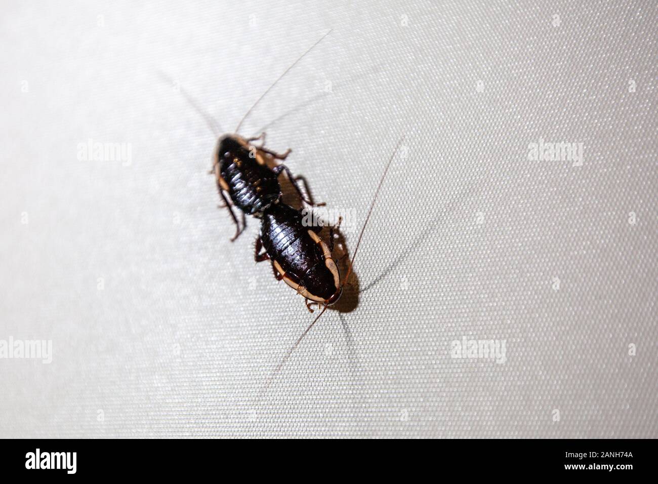 Cockroach eggs hi-res stock photography and images - Alamy