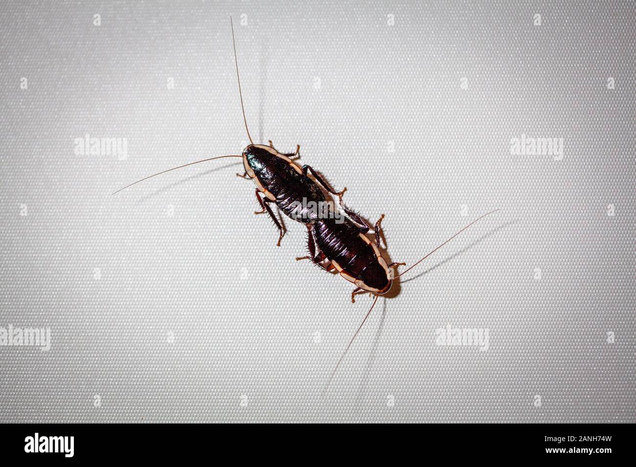 Mating cockroaches on white surface closeup Stock Photo - Alamy