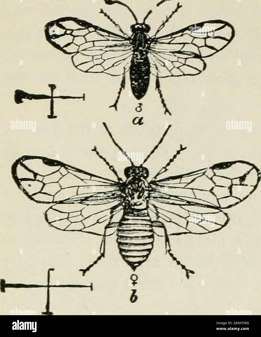 Pea bug hi-res stock photography and images - Alamy