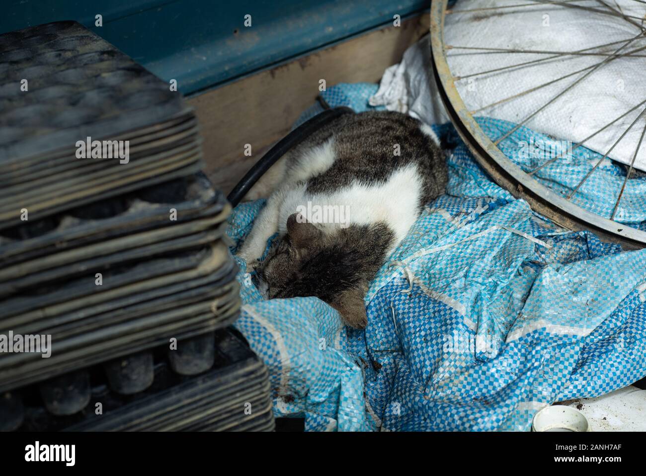 Cats sleep everywhere Stock Photo - Alamy