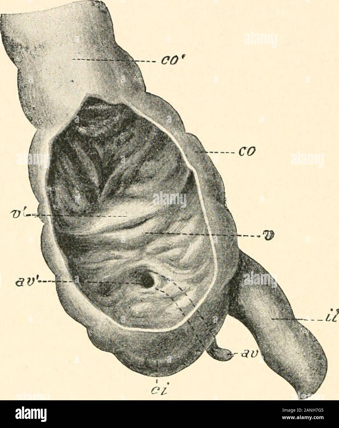 Chyme hi-res stock photography and images - Alamy