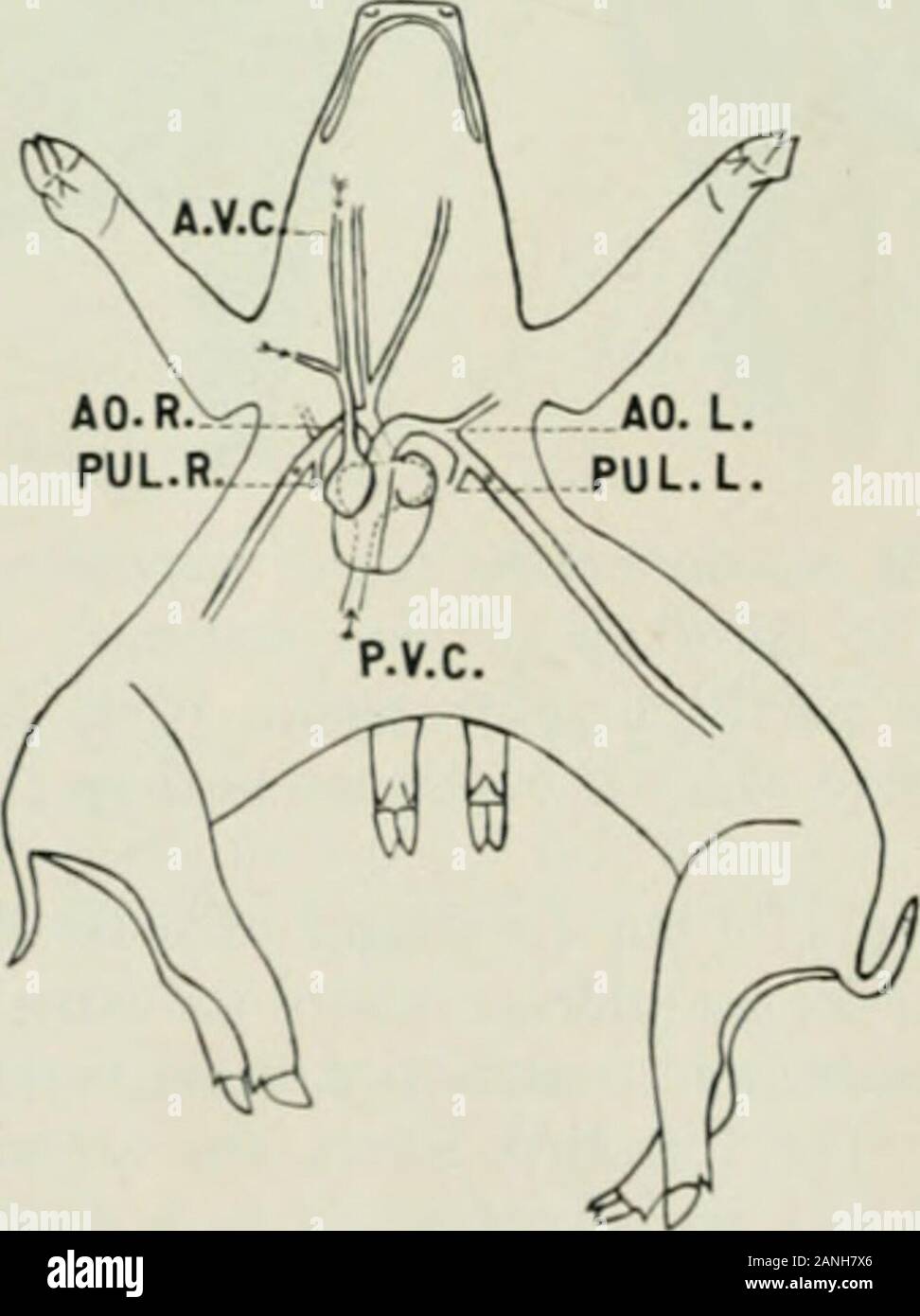 Pig liver anatomy hi-res stock photography and images - Alamy