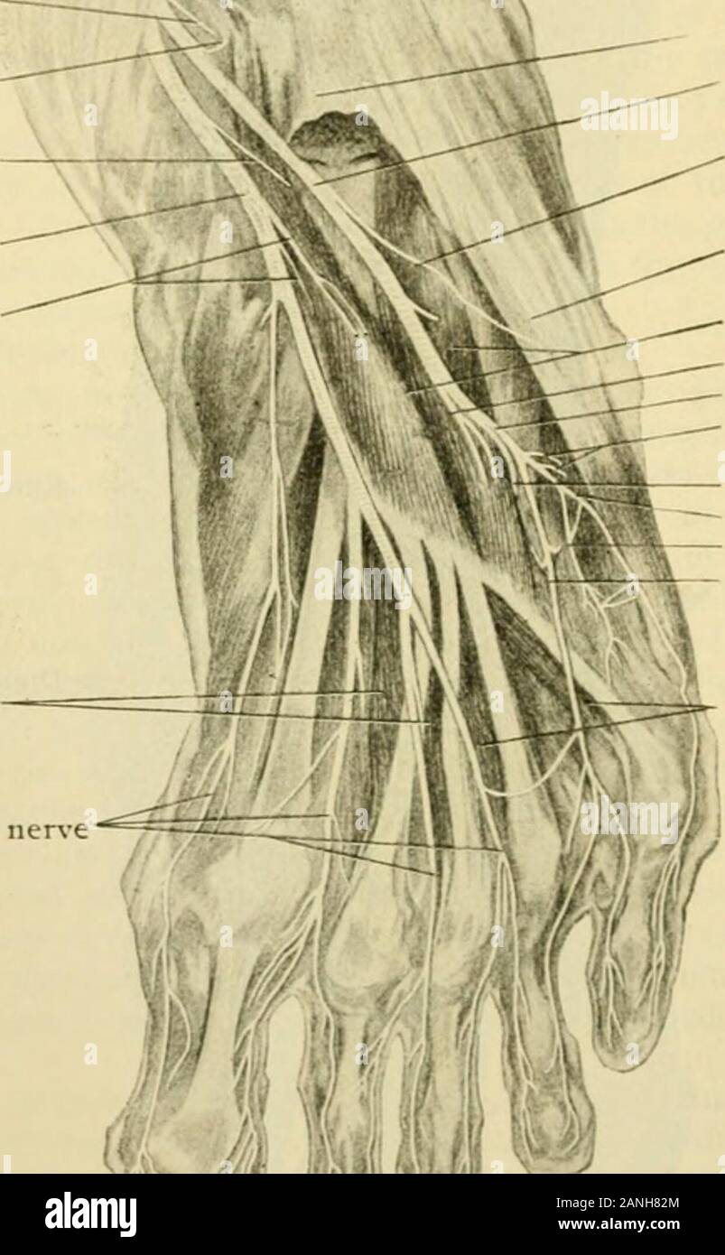 Tibial nerve foot hi-res stock photography and images - Alamy