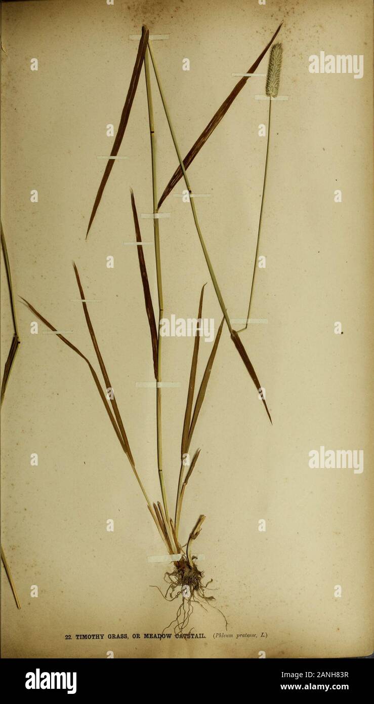 The British farmer's plant portfolio : specimens of the principal ...