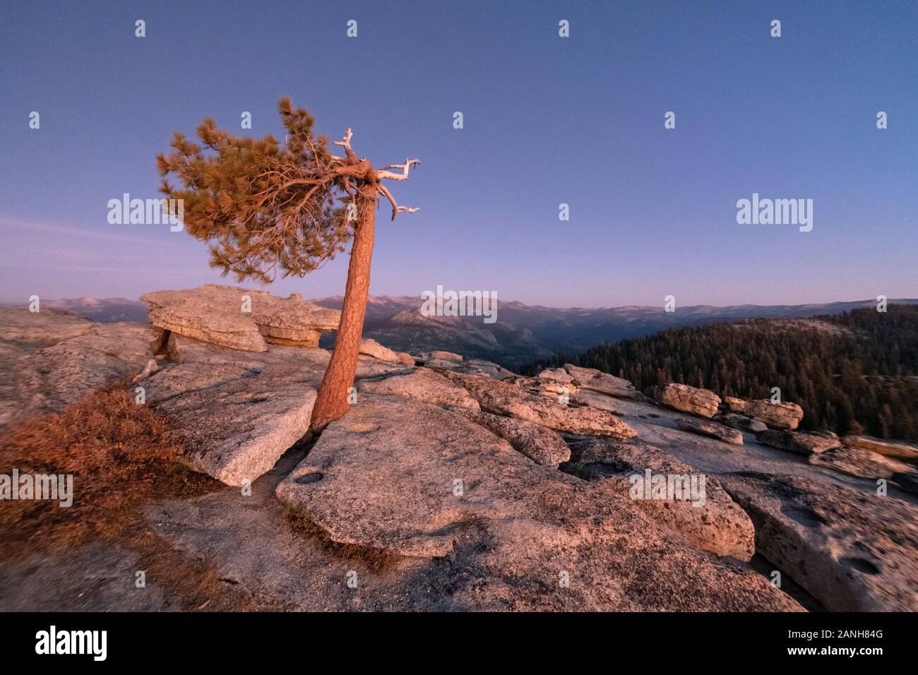 Jeffrey pine tree on top of Sentinel Dome at sunset in fall Stock Photo ...