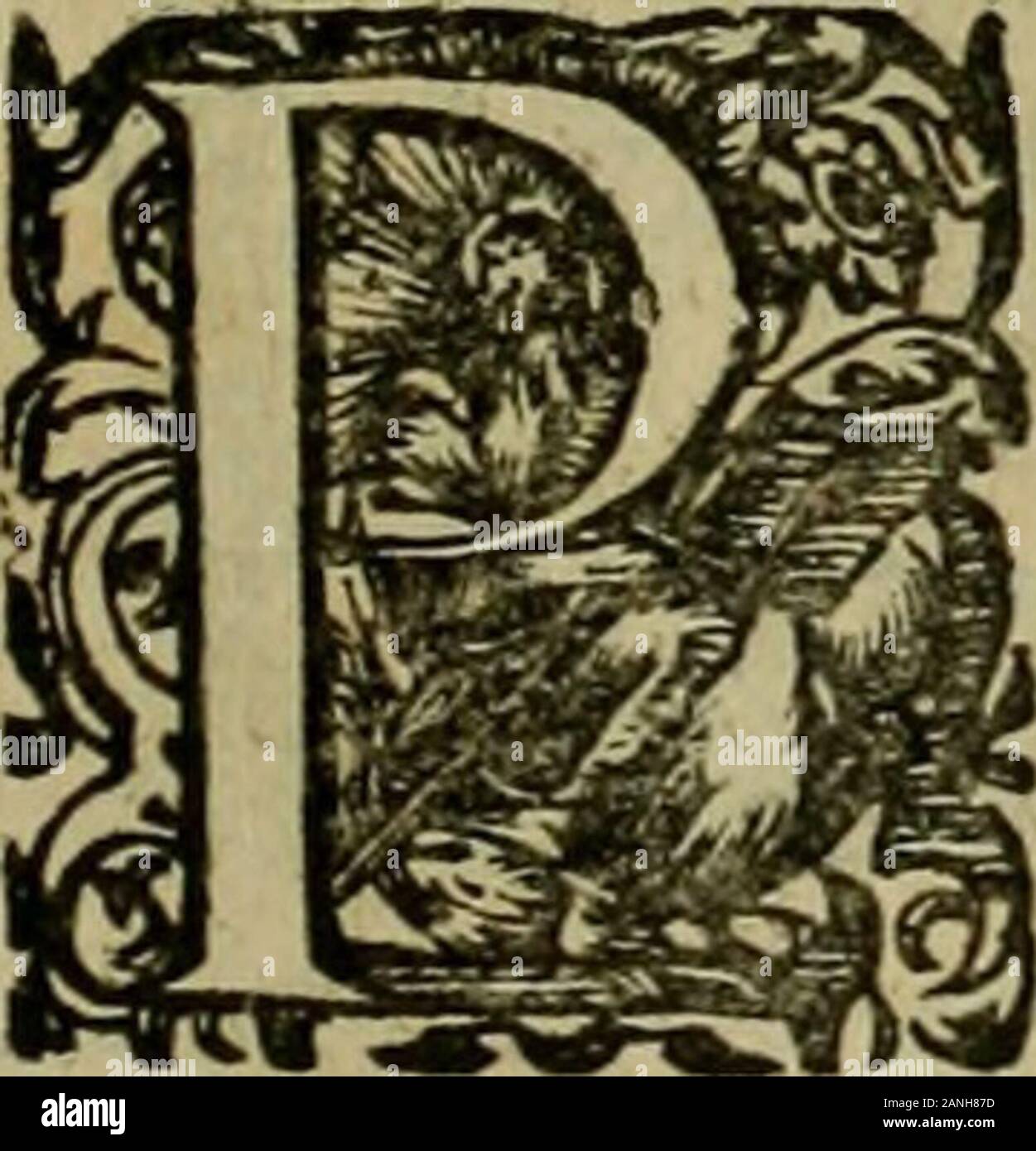 Nobiles hi-res stock photography and images - Alamy