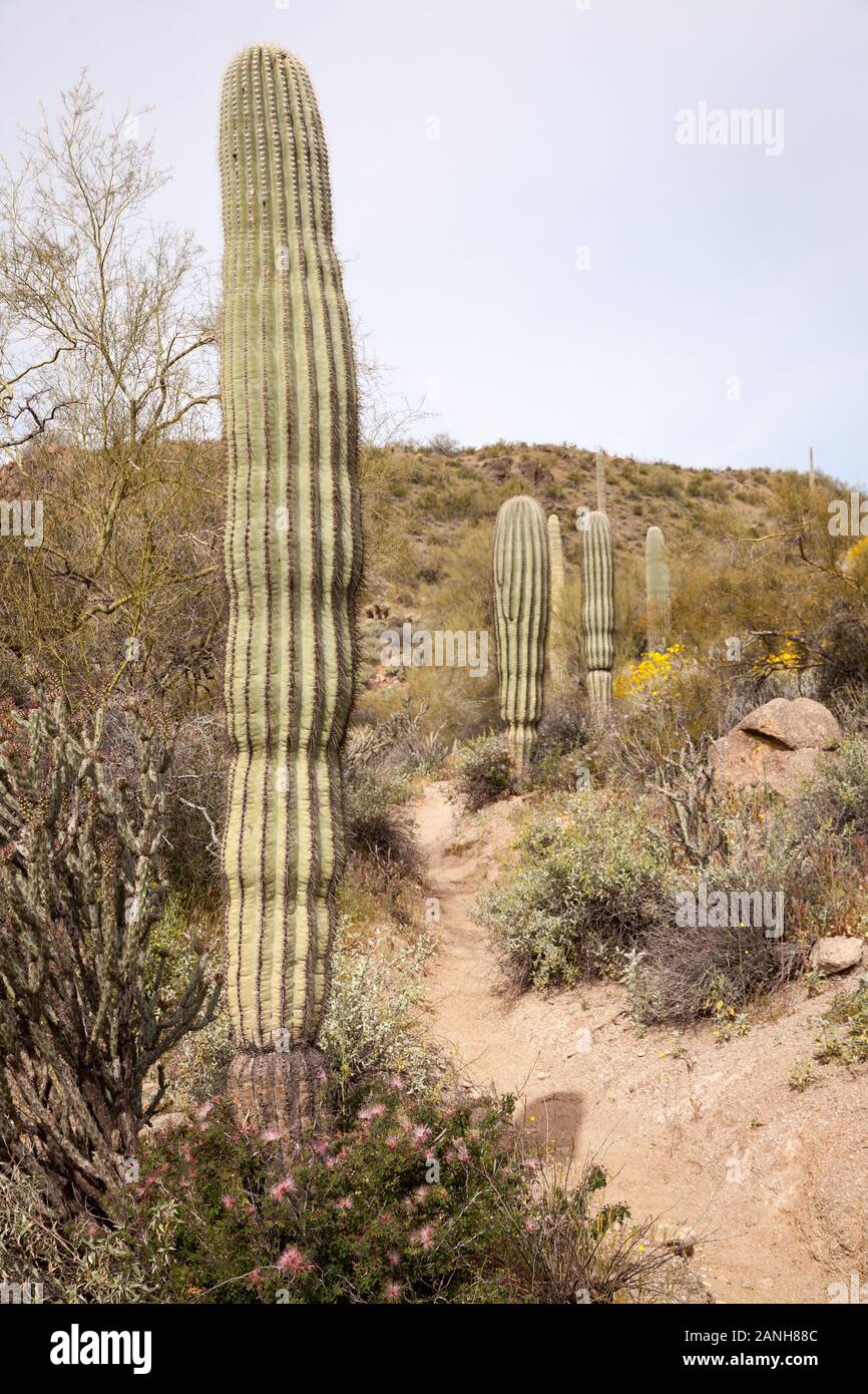 Cactus hiking trail hi-res stock photography and images - Alamy