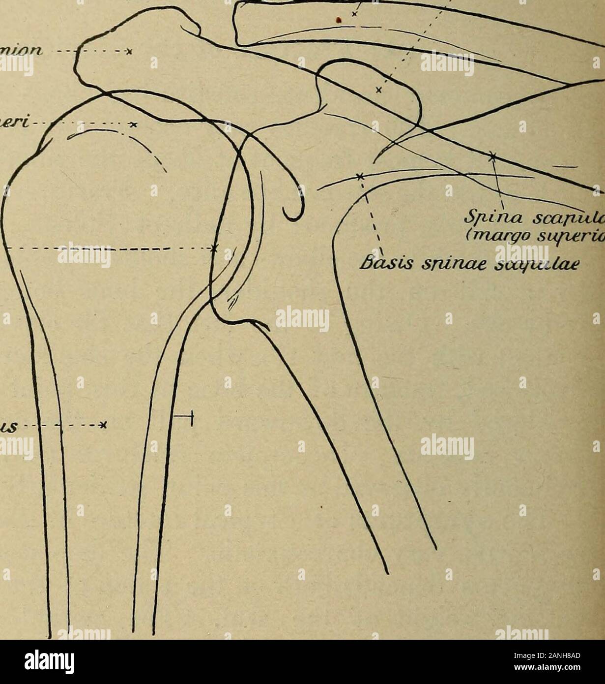 Atlas and epitome of traumatic fractures and dislocations . ment ...