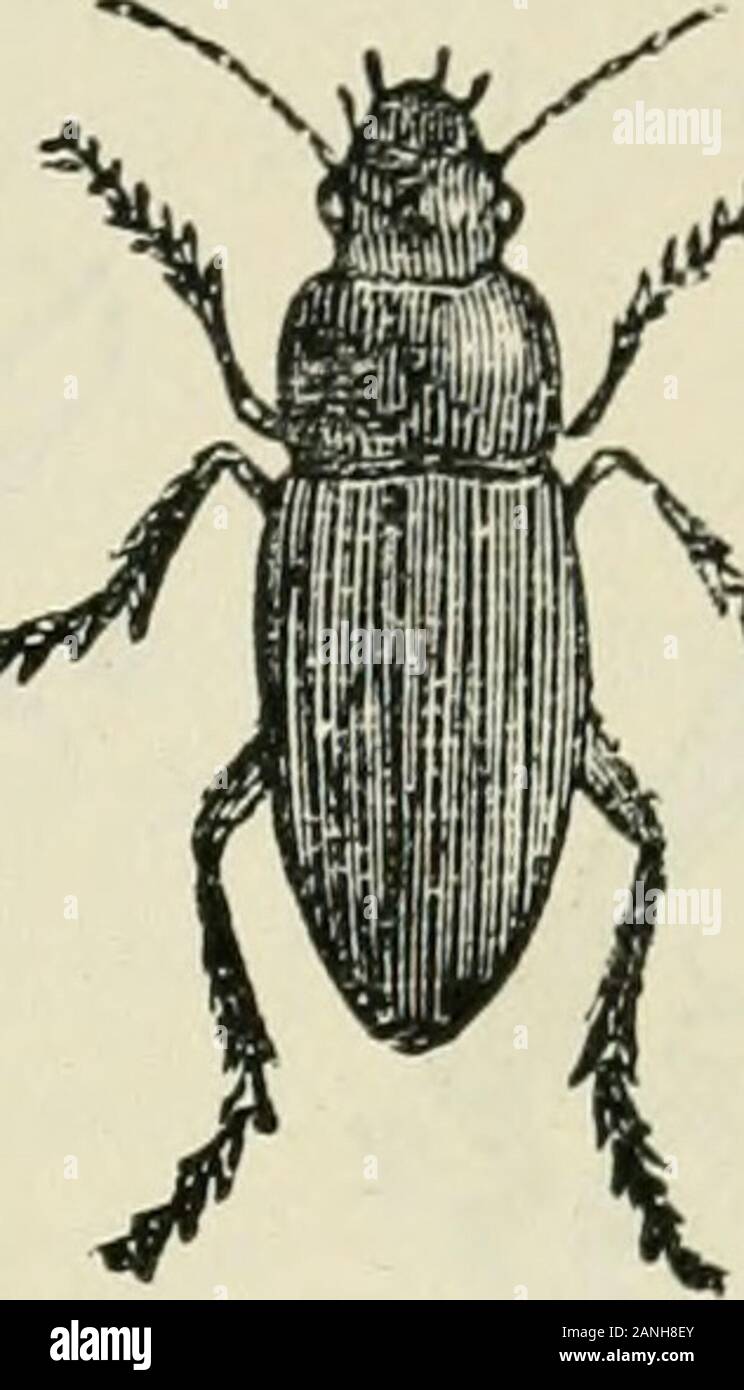 Hard sheath hi-res stock photography and images - Alamy