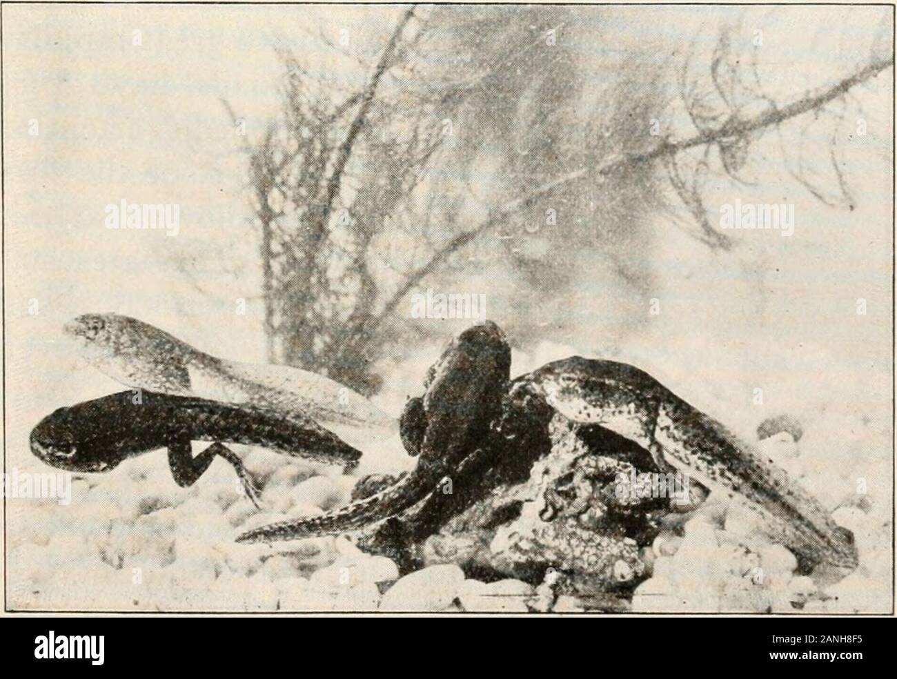 Terrestrial Salamanders High Resolution Stock Photography and Images ...