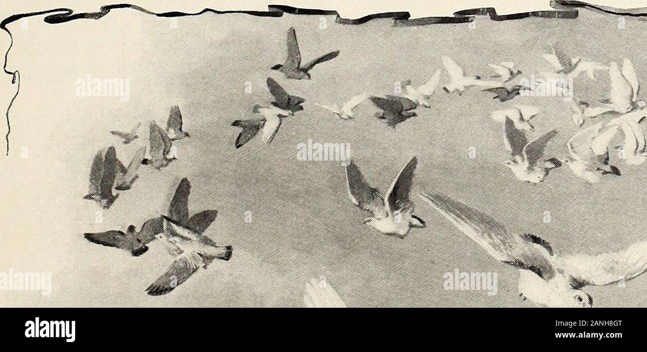 Scared pigeons hi-res stock photography and images - Alamy