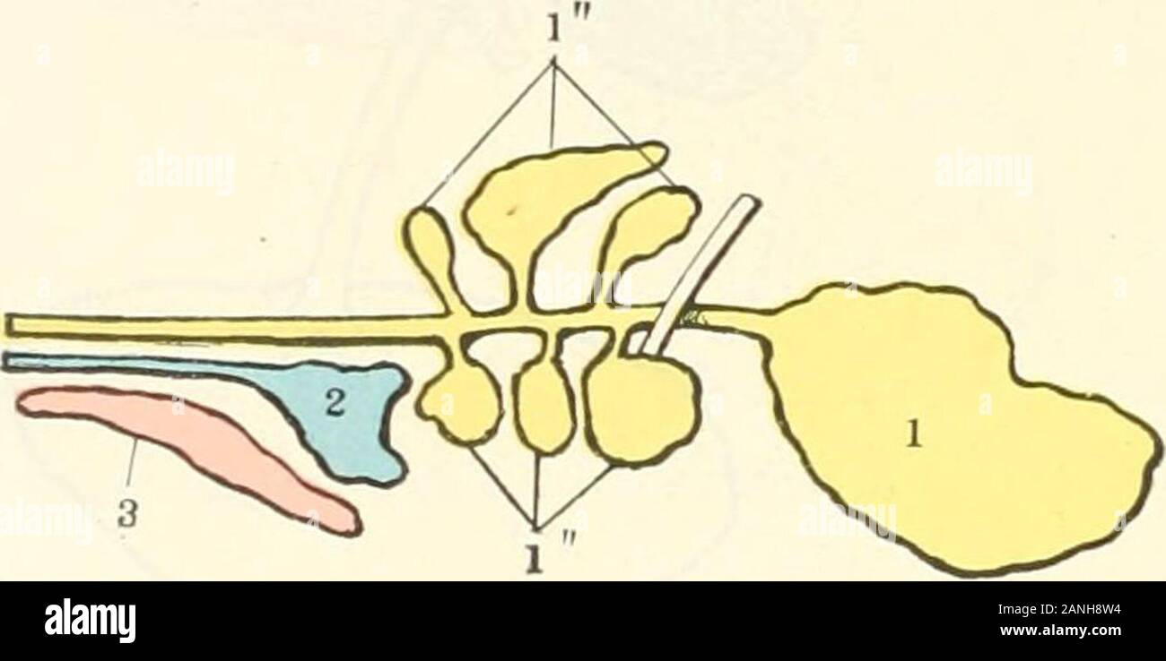 Submaxillary salivary hi-res stock photography and images - Alamy