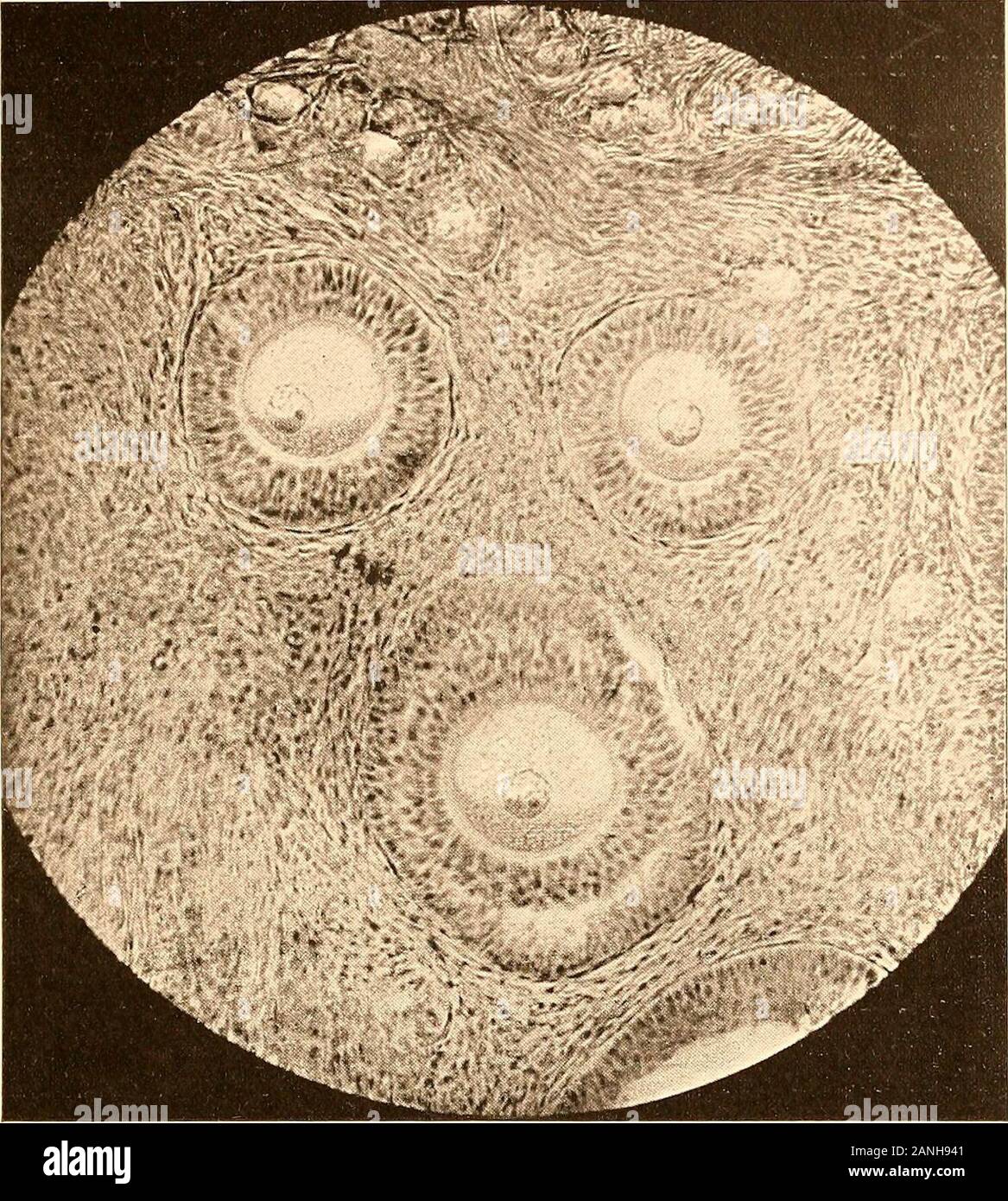 Principles and practice of operative dentistry . e minute structuresof ...
