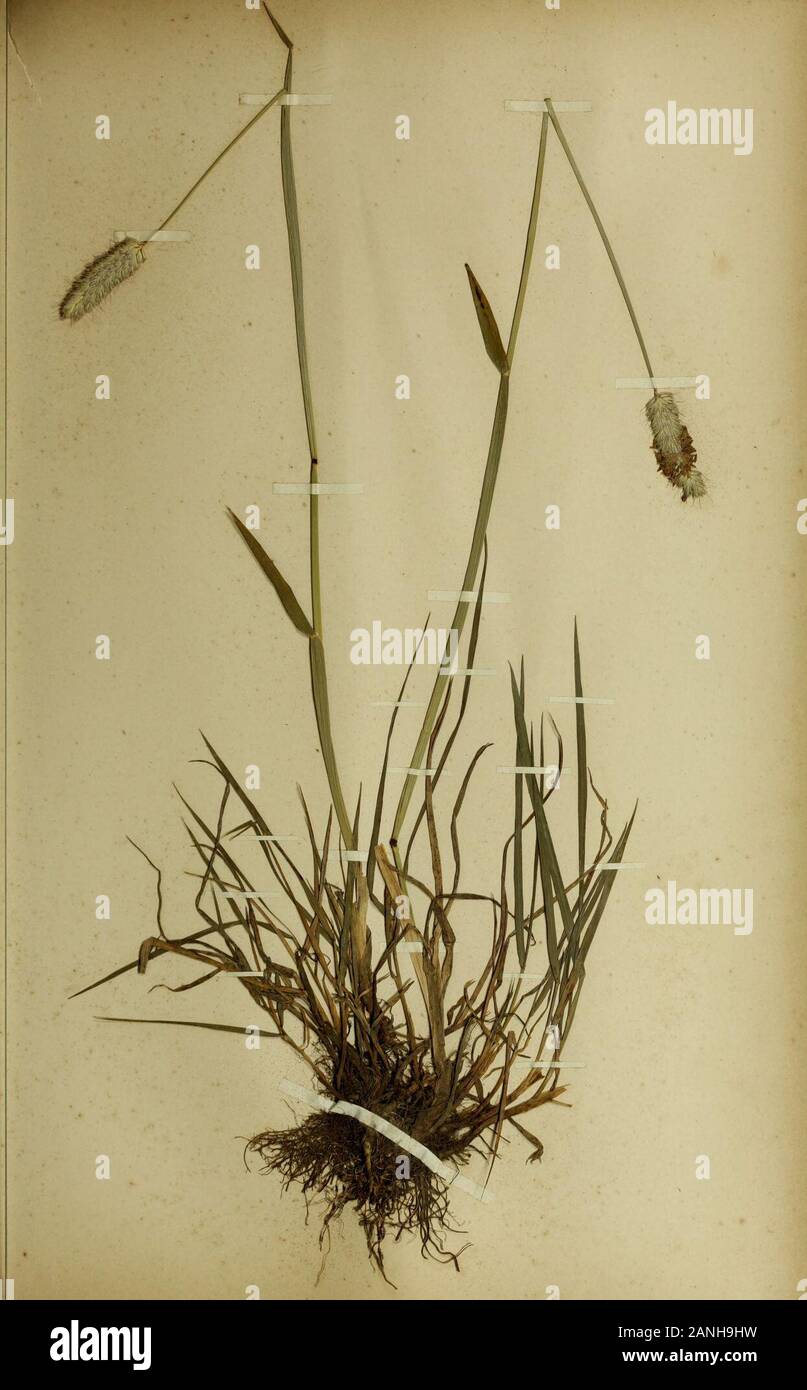 The British farmer's plant portfolio : specimens of the principal ...