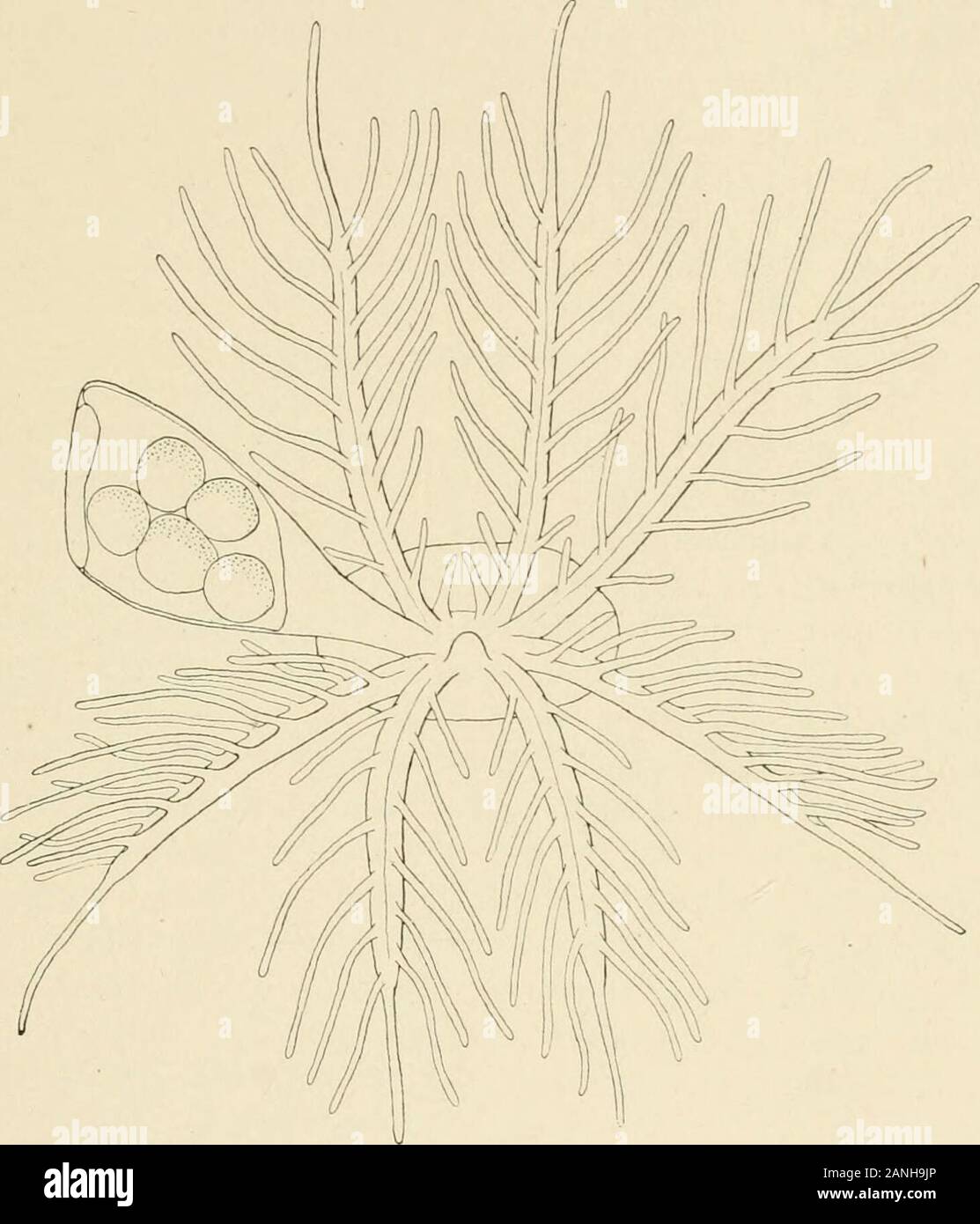 Hydroides hi-res stock photography and images - Alamy