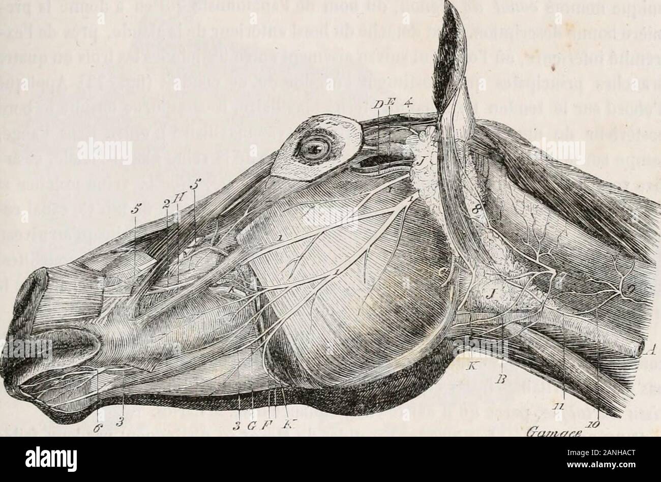 Canal parotide hi-res stock photography and images - Alamy