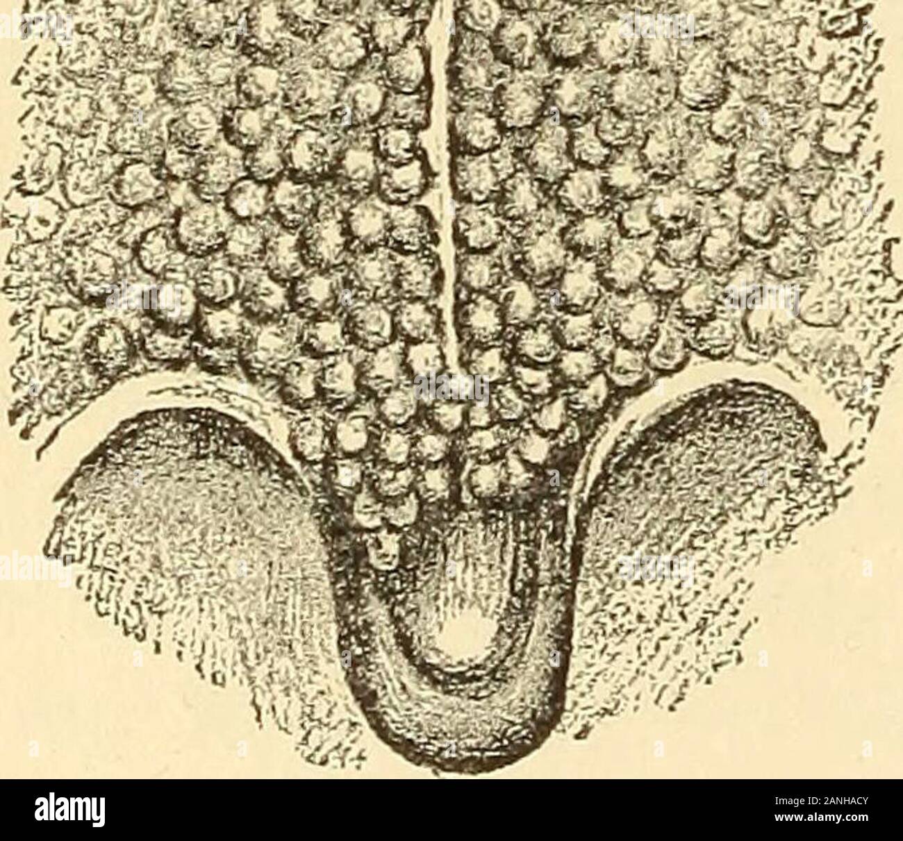 A text-book on diseases of the ear, nose and throat . scles, tendons ...