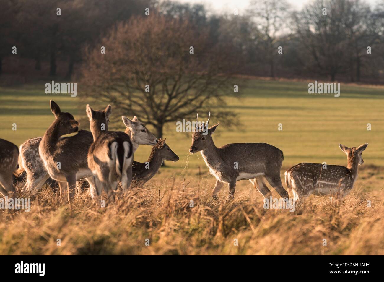 Some of the Richmond Park population of Red and Fallow Deer. Richmond ...