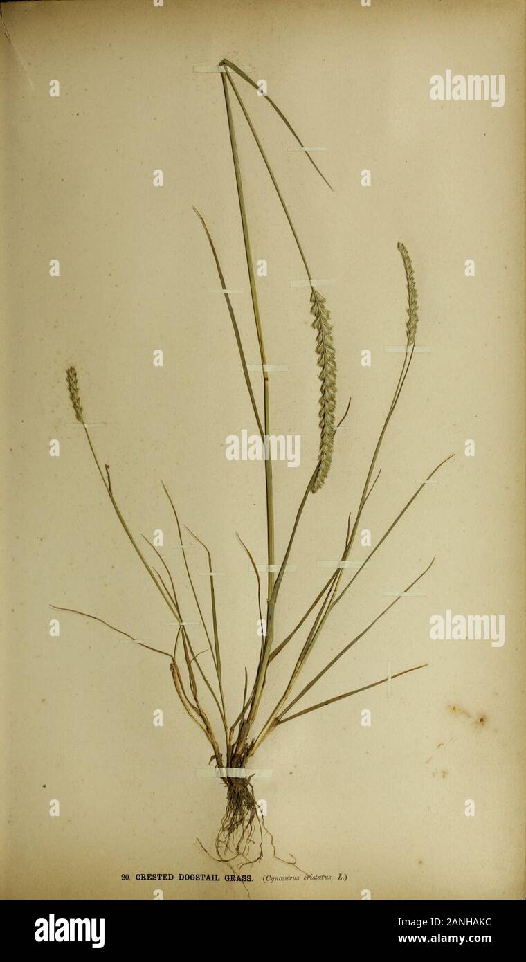 The British farmer's plant portfolio : specimens of the principal ...