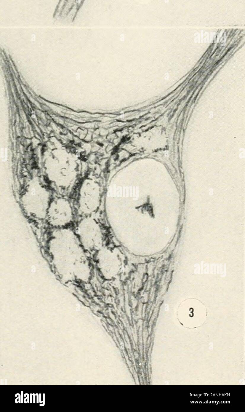 Tigroid High Resolution Stock Photography and Images - Alamy