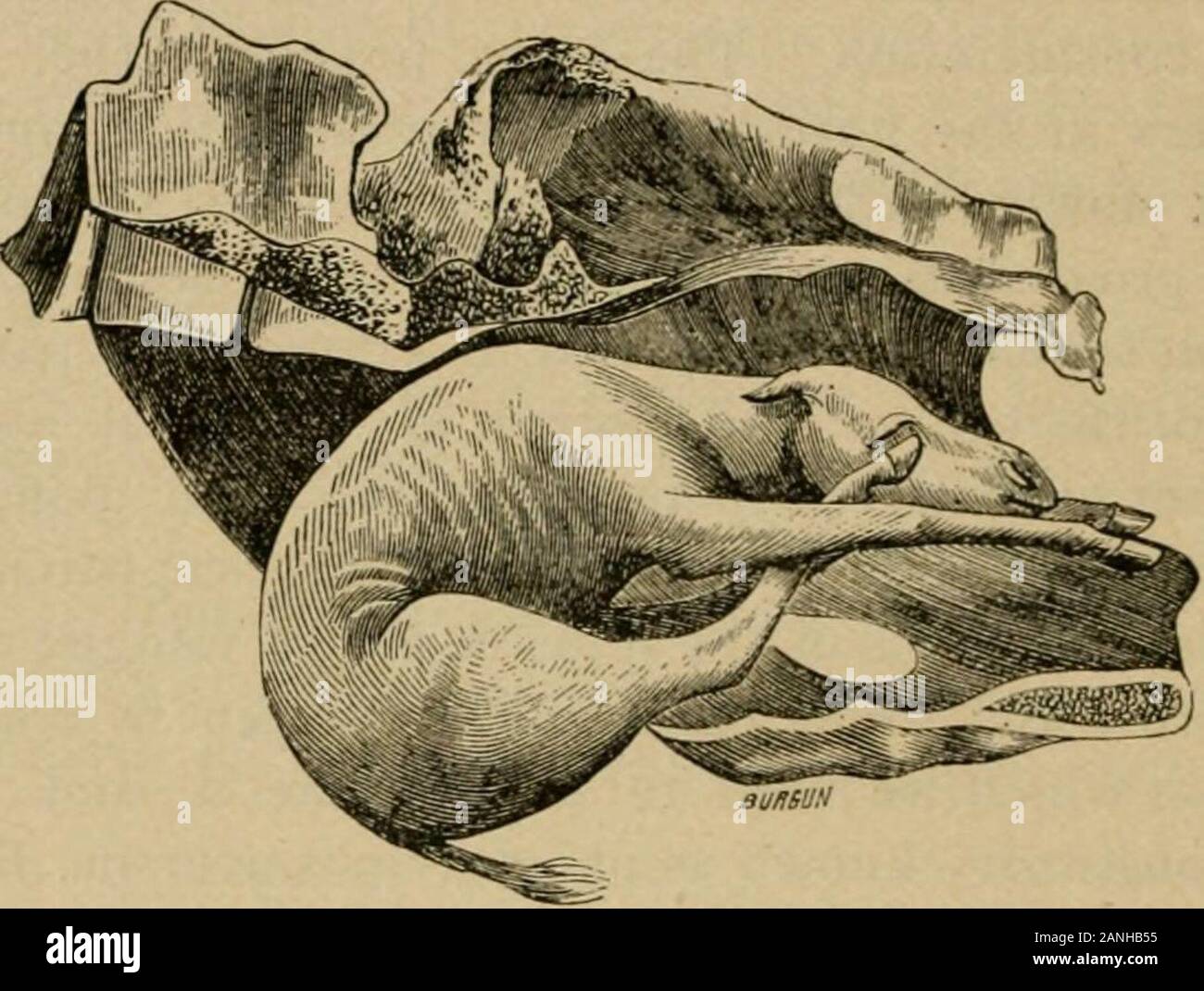Pelvic girdle animals hi-res stock photography and images - Alamy