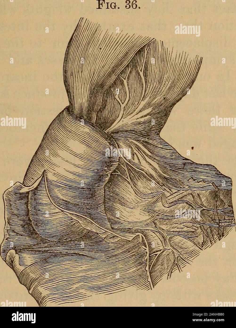 In emaciated body hi-res stock photography and images - Alamy