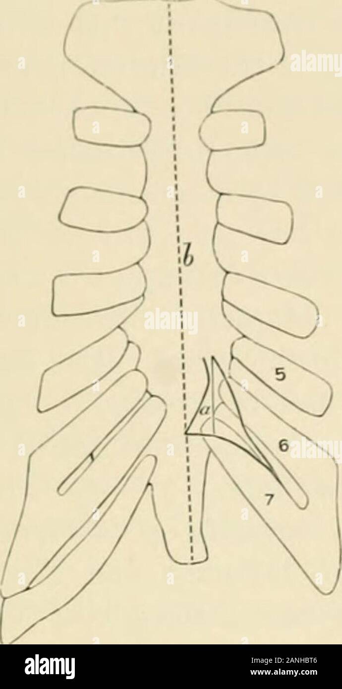 Operative surgery . re-sponds to the region of the sixth intercostal ...