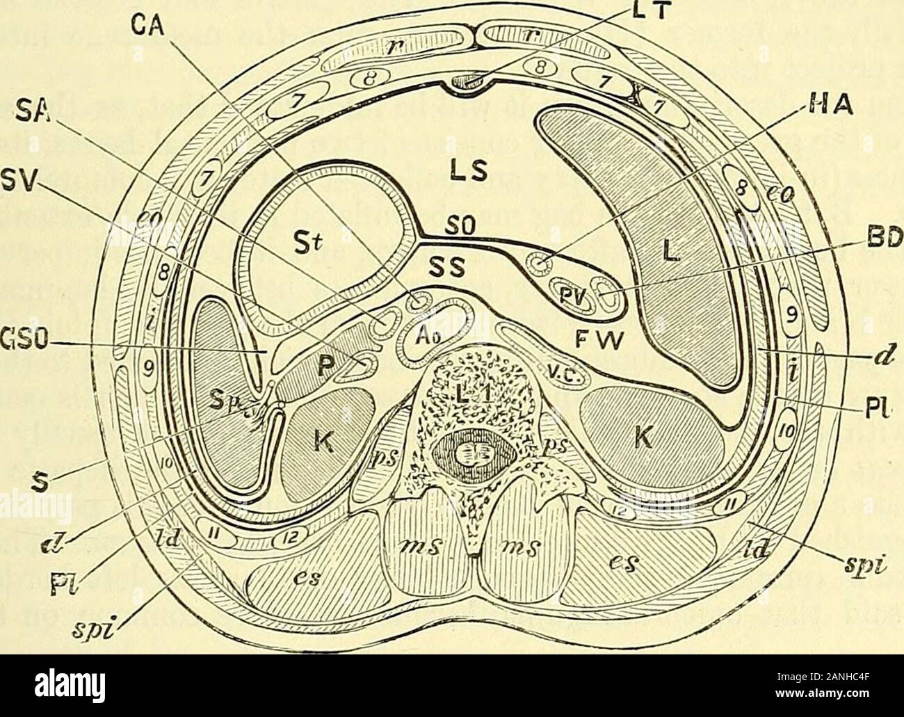 Transverse fissure hi-res stock photography and images - Alamy