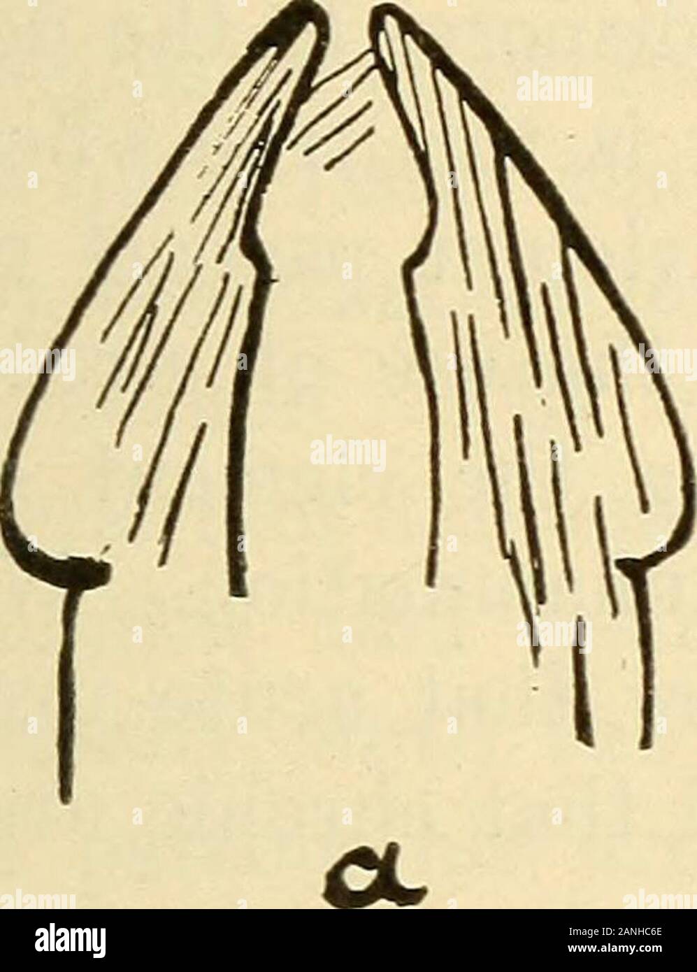 Urethral meatus hi-res stock photography and images - Alamy