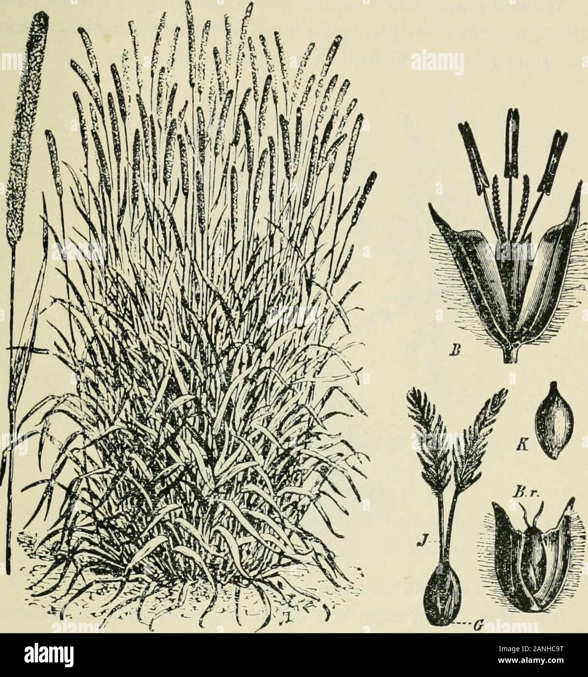 Agriculture . wheat straw you findthe stem hollow, except at these ...