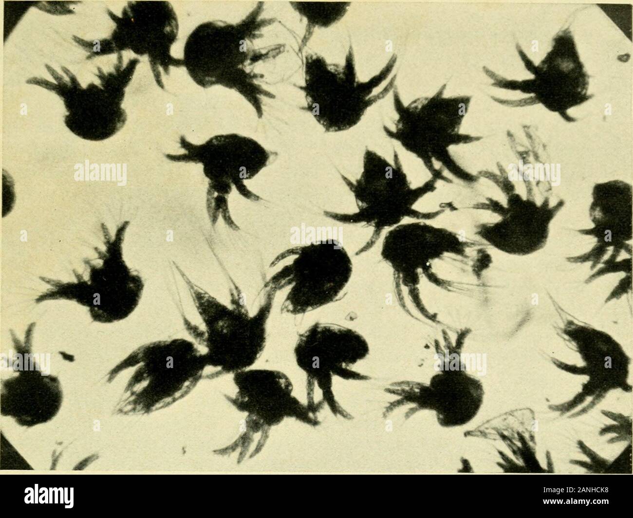 Lebour hi-res stock photography and images - Alamy