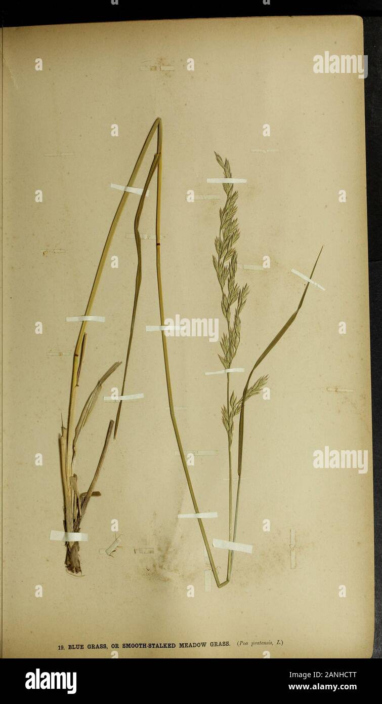 The British farmer's plant portfolio : specimens of the principal ...