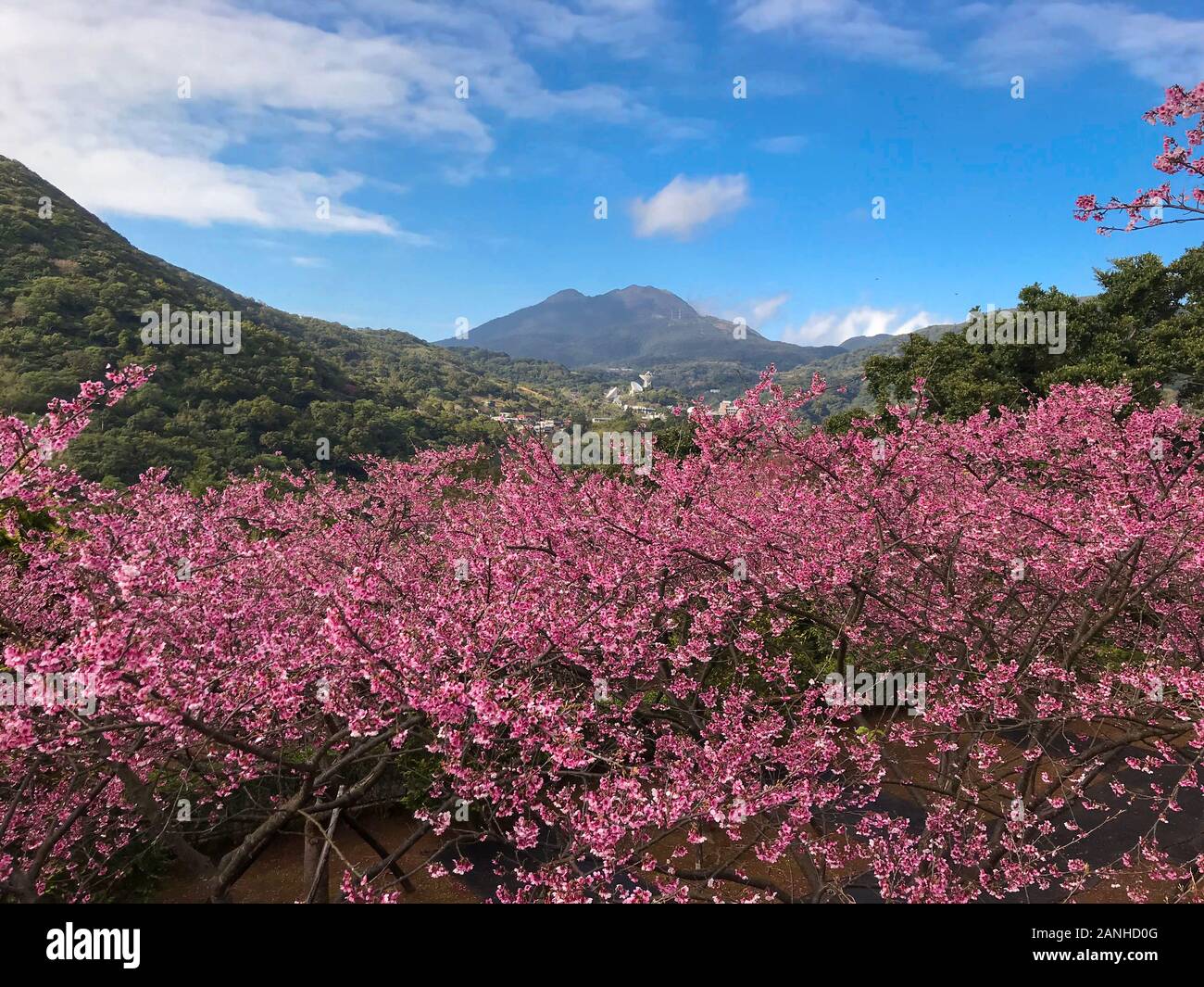 spring cherry blossom season at Yangmingshan National Park ,taipei ...