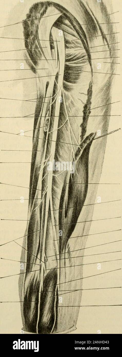 Human anatomy, including structure and development and practical ...