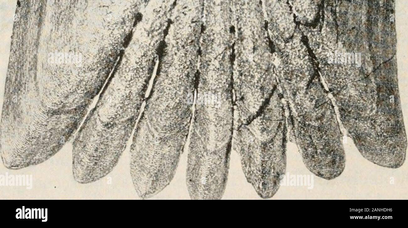 Ctenoid hi-res stock photography and images - Alamy