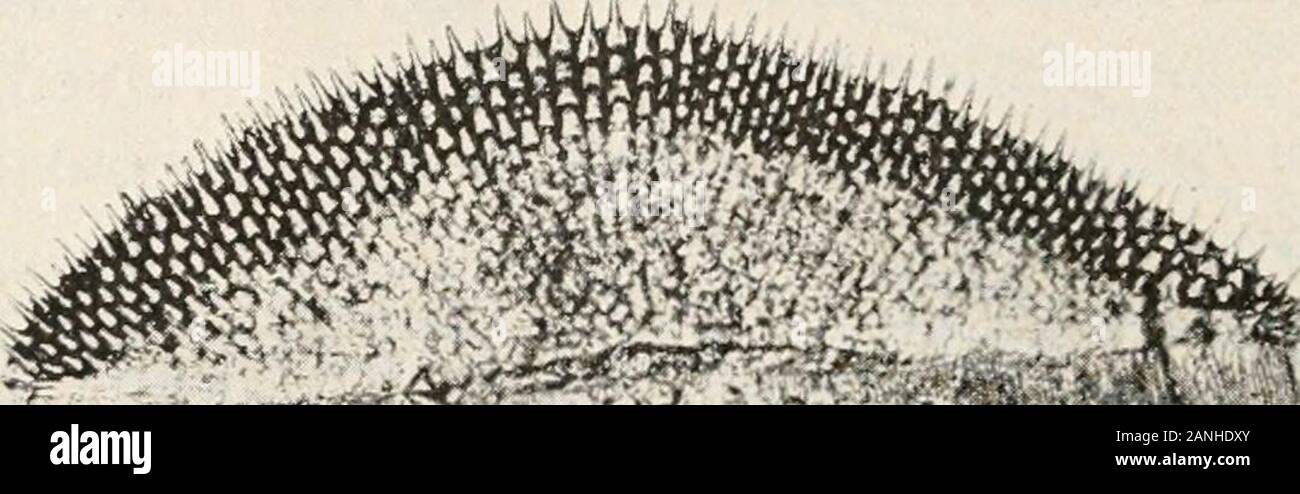 Cycloid scale hi-res stock photography and images - Alamy