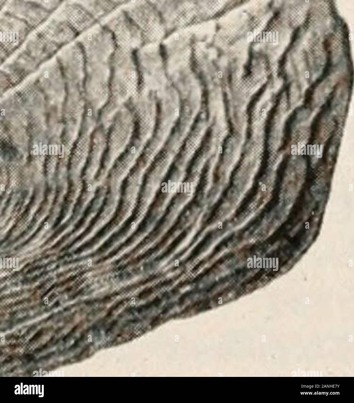 Cycloid scale hi-res stock photography and images - Alamy