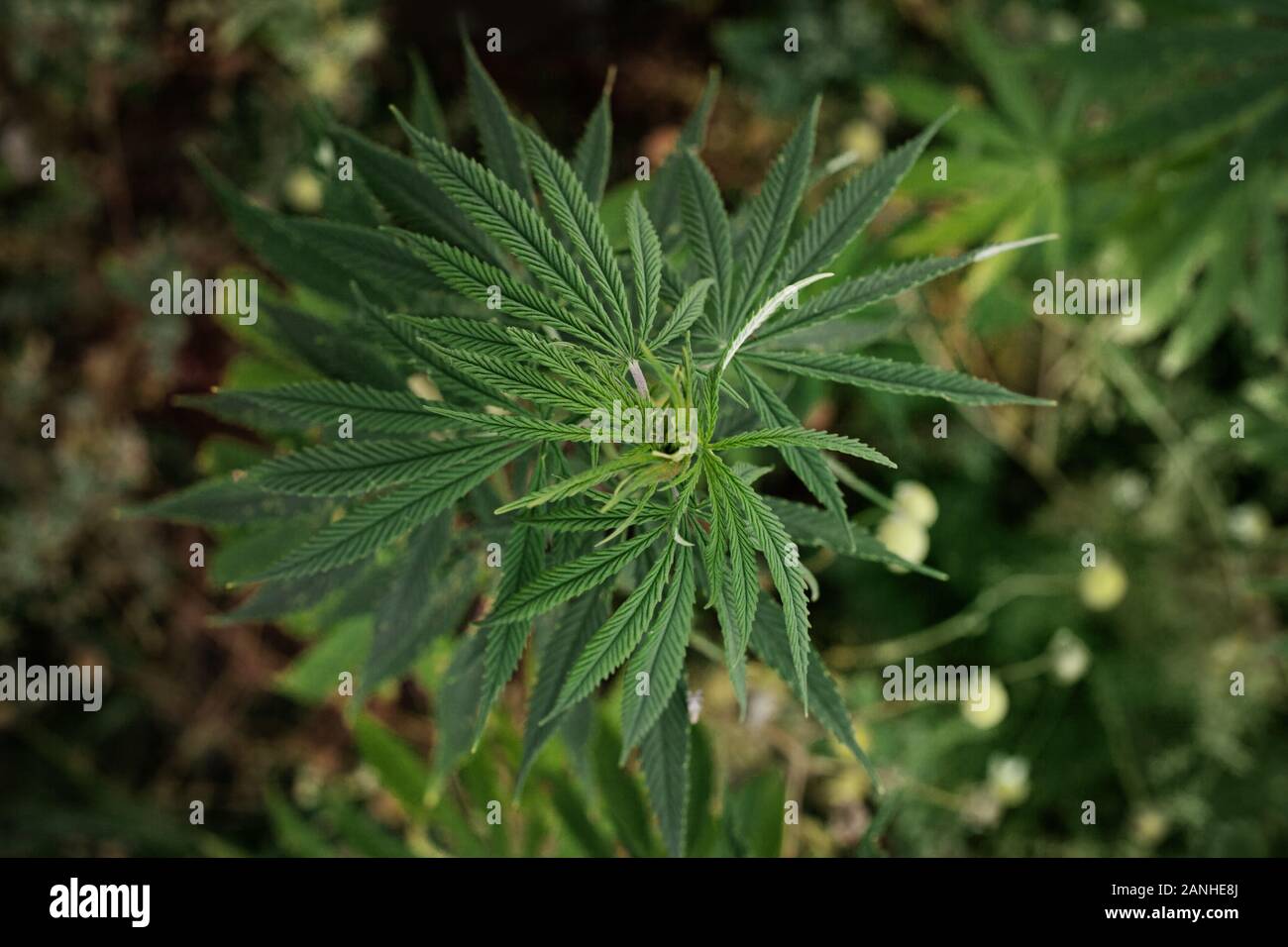 Cannabis Plants Growing Outdoor with Marijuana Buds Stock Photo - Alamy