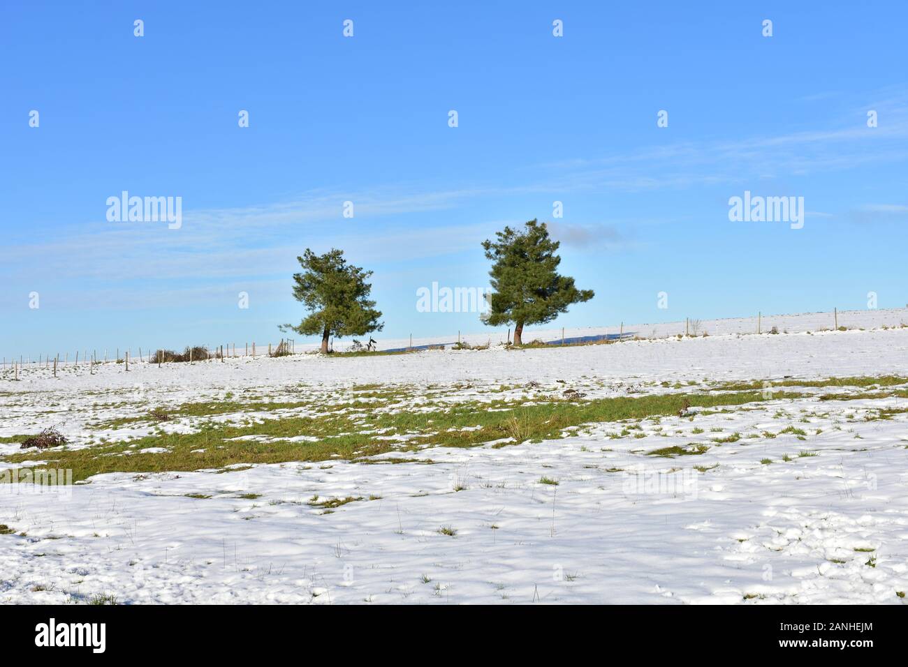 Winter landscape with snowy field and pine trees on a mountain slope ...